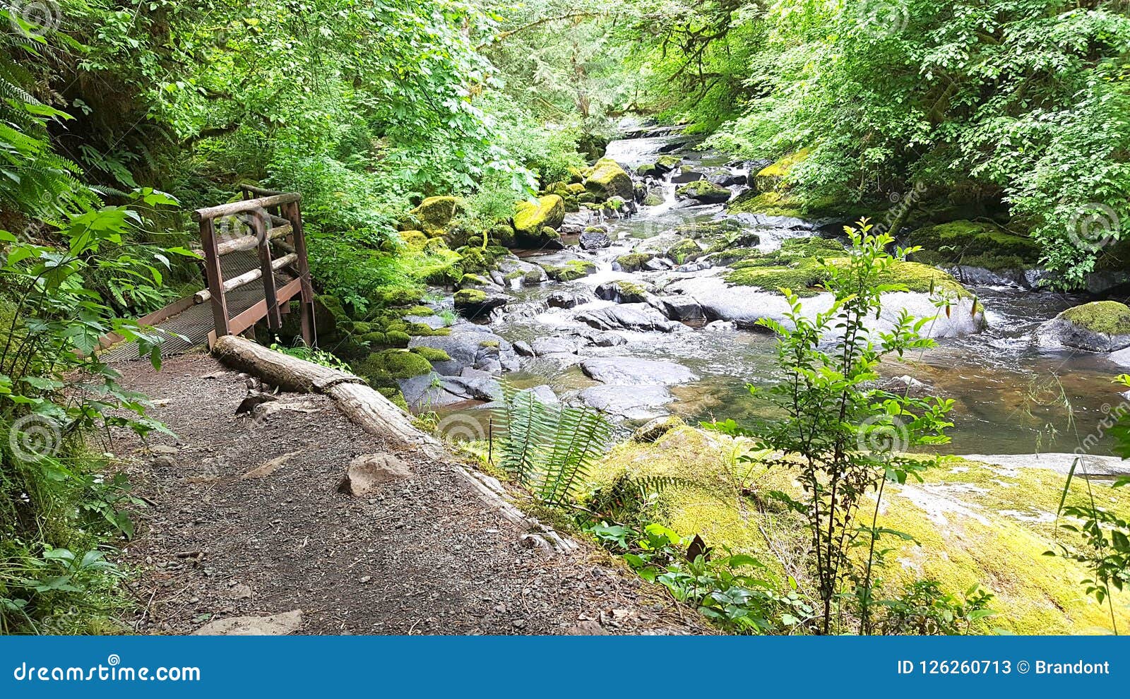Walking trail and river stock image. Image of path, nature - 126260713