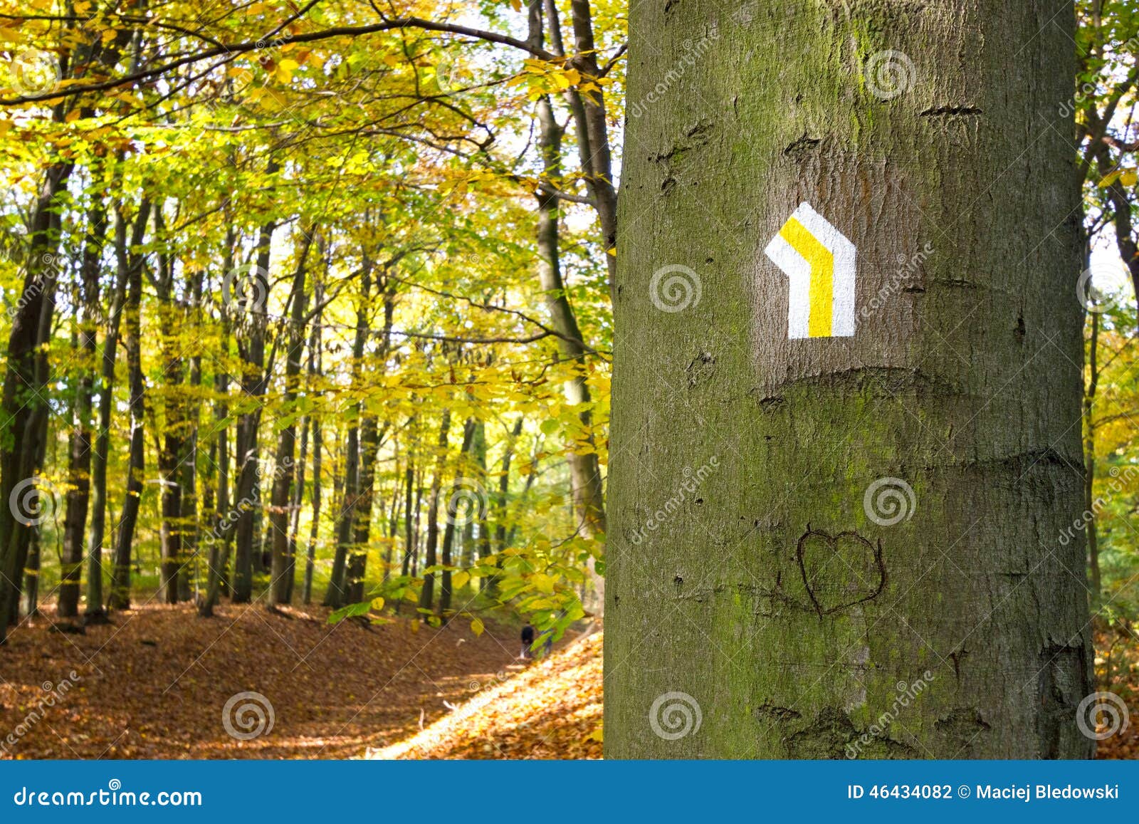 Walking Trail Sign on the Tree in a Park Stock Photo - Image of marker ...