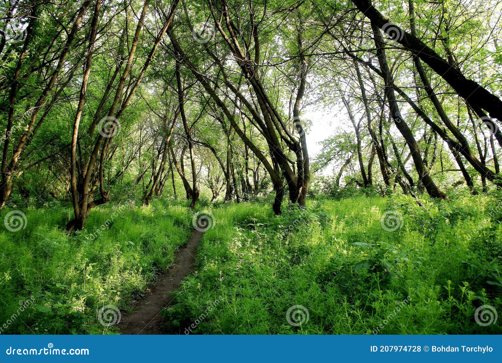 Walking Trail in the Spring Forest. Hiking Trail. Trail for Cycling in ...