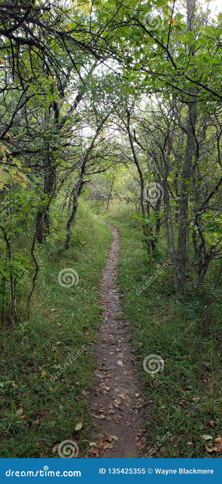Path through Trees in Forest Stock Image - Image of trail, forest ...