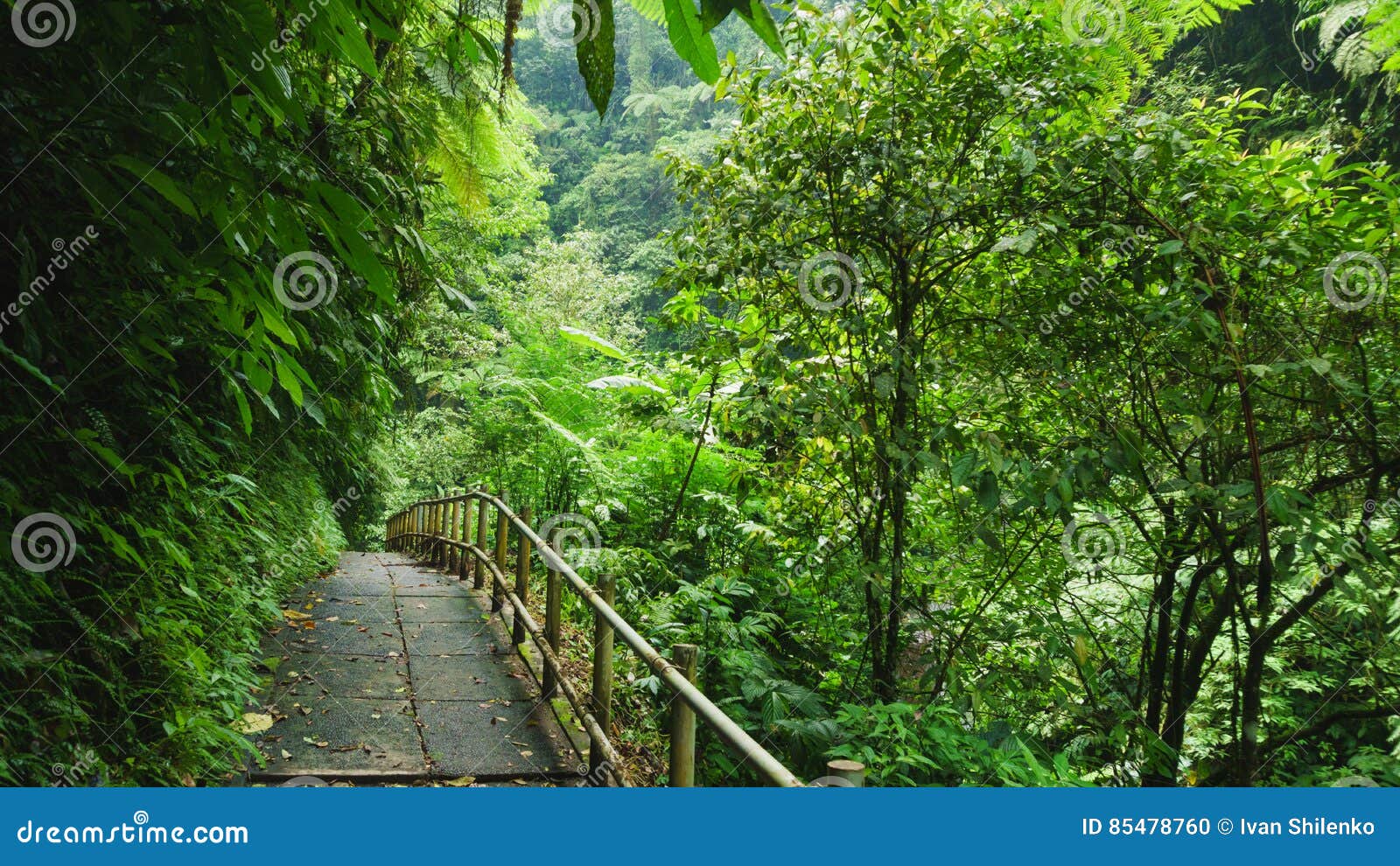 Walking Trail in Tropical Forest Stock Photo - Image of idyllic ...