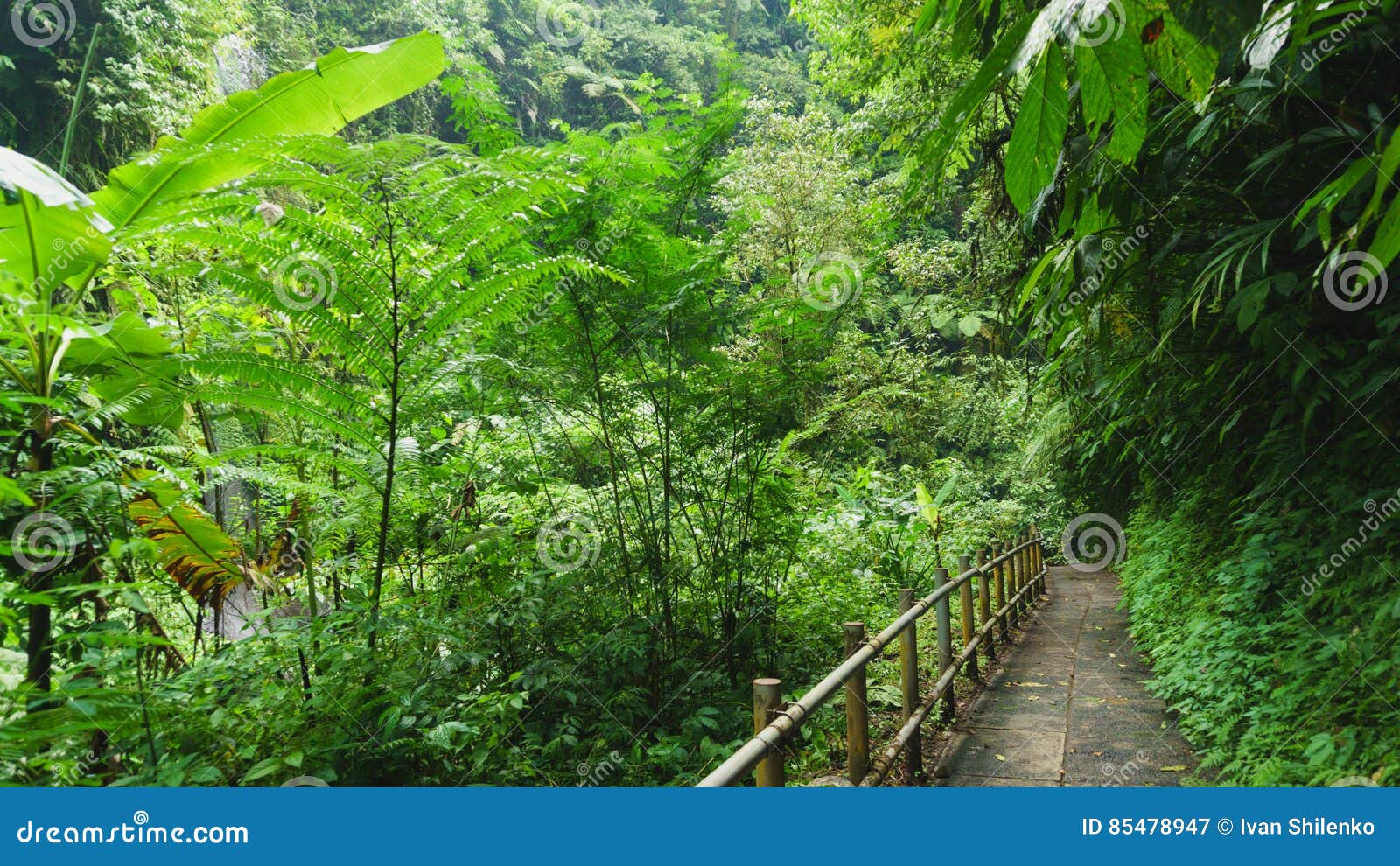 Walking Trail in Tropical Forest Stock Image - Image of outdoor ...