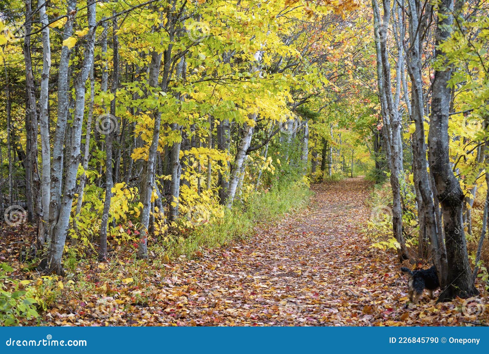 Walking Trails through a Beautiful Autumn Woods Stock Photo - Image of ...