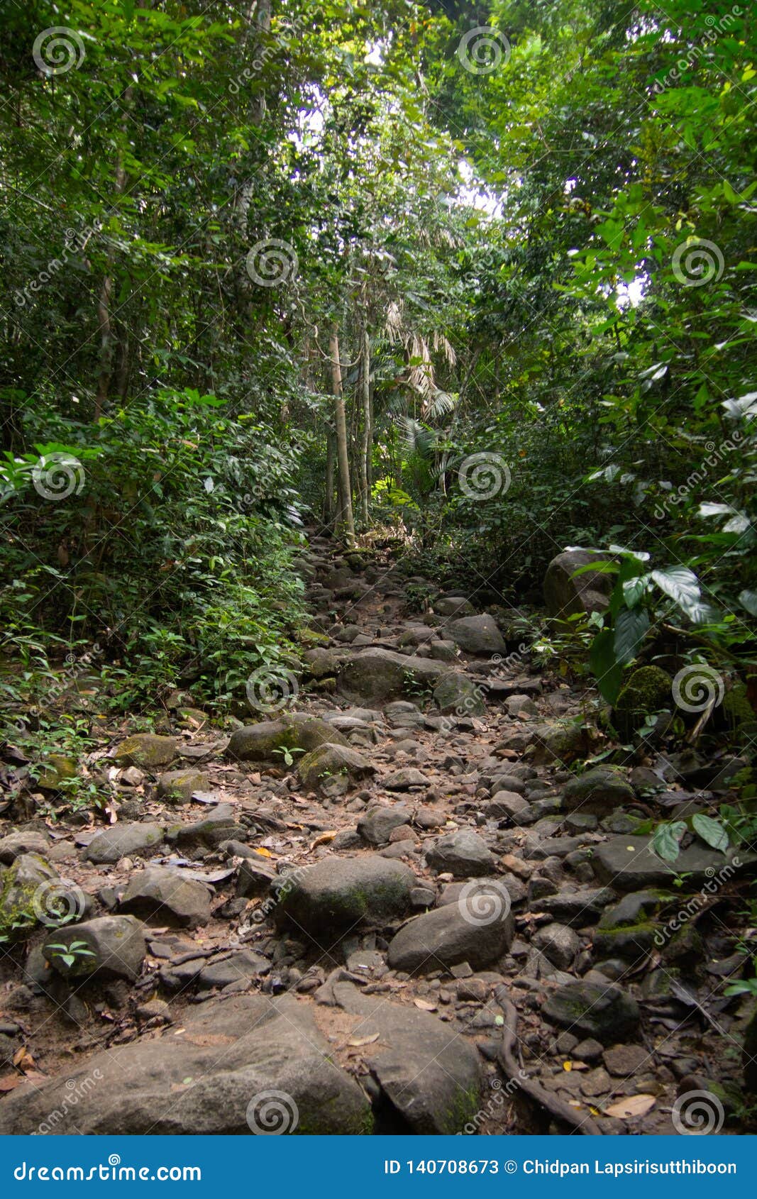 Walking Trails with Small and Large Rocks in the Green Forest Stock ...
