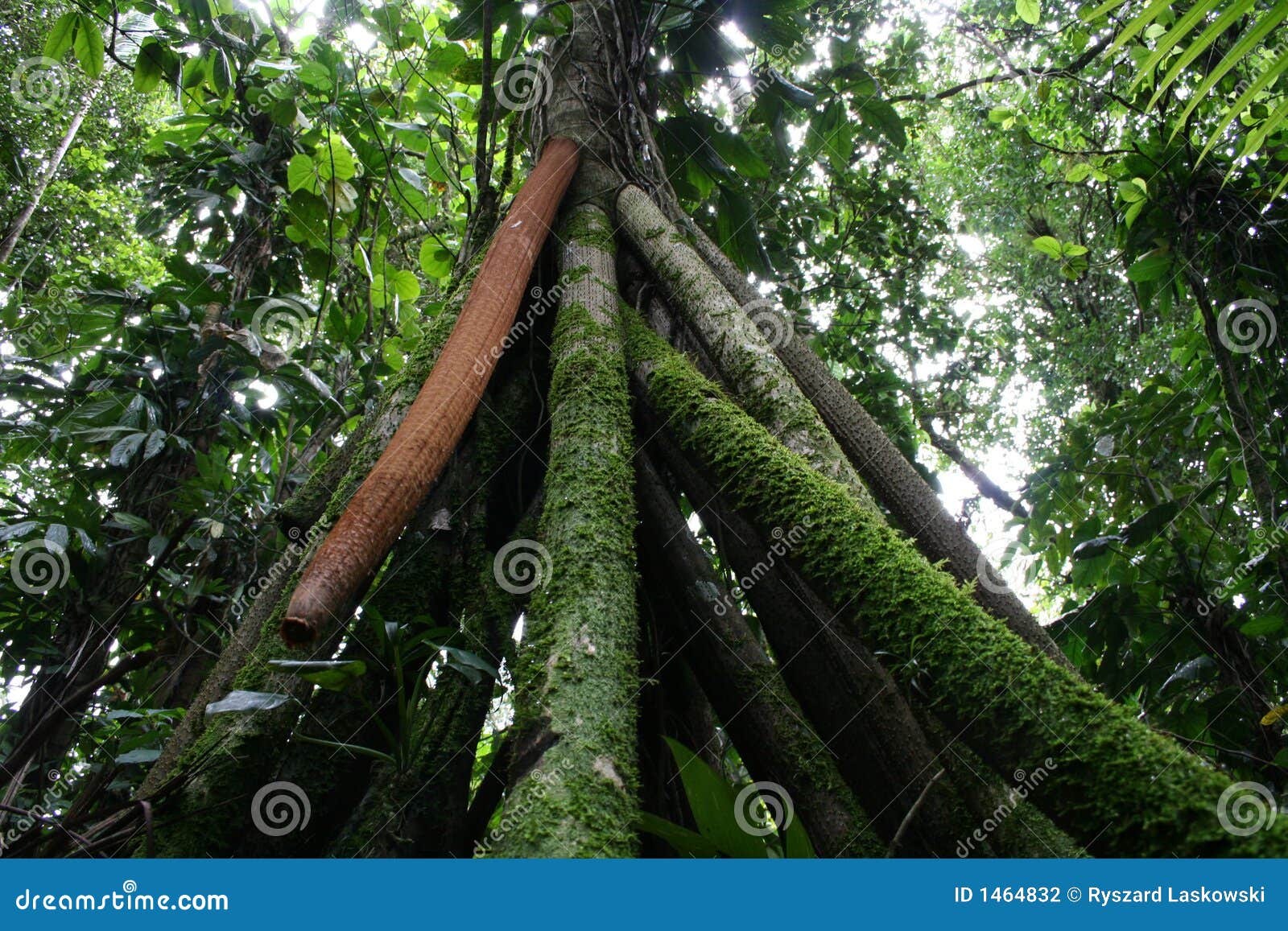 Walking tree 2 stock photo. Image of cloudforest, rainforest - 1464832