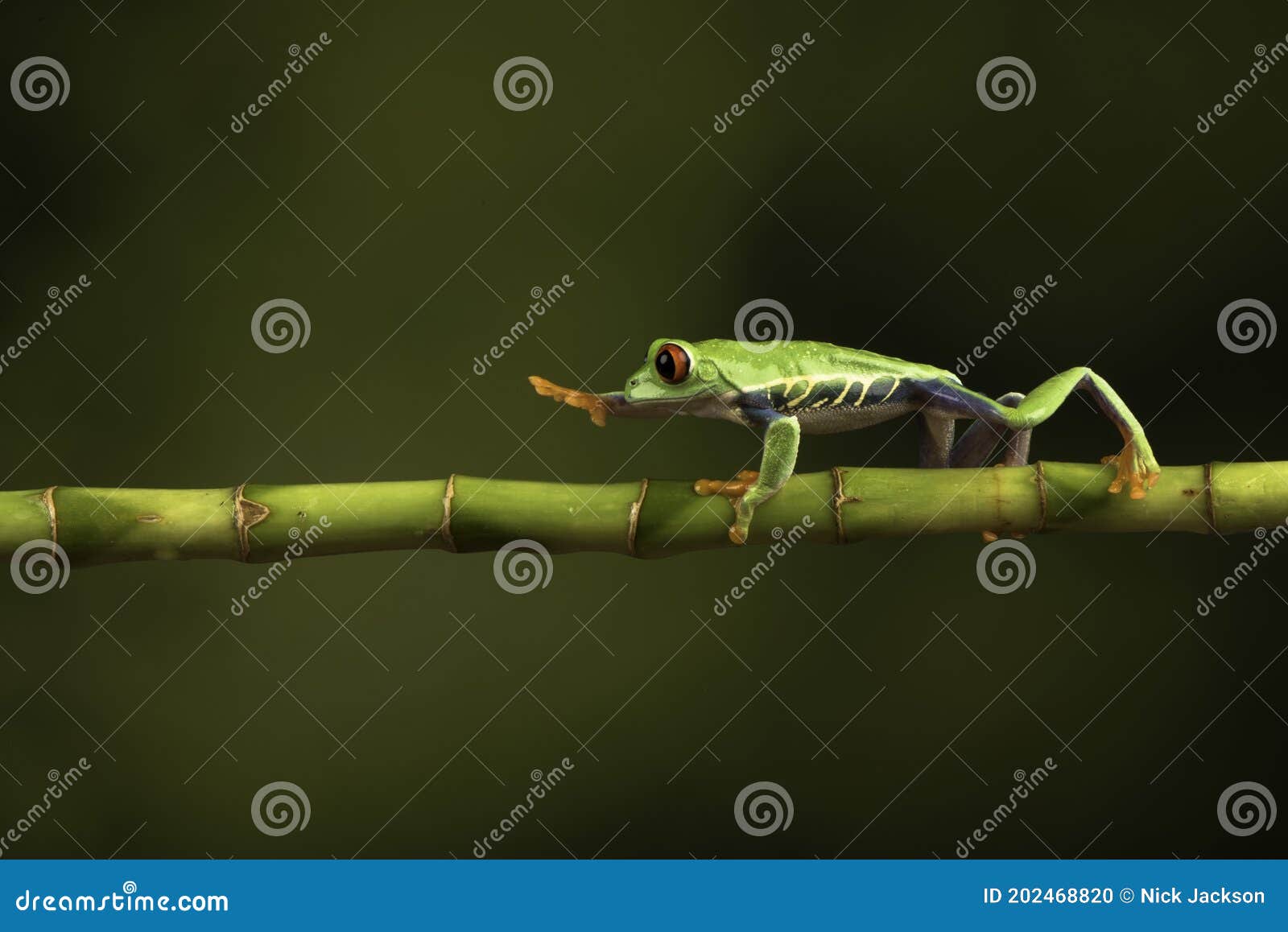 Walking tree frog stock photo. Image of branch, green - 202468820
