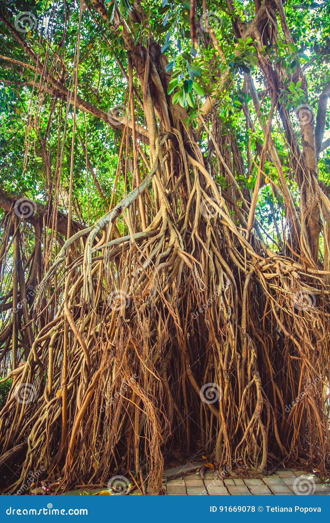 `Walking Tree`. Kuala Lumpur. Malaysia, Asia Stock Photo - Image of ...