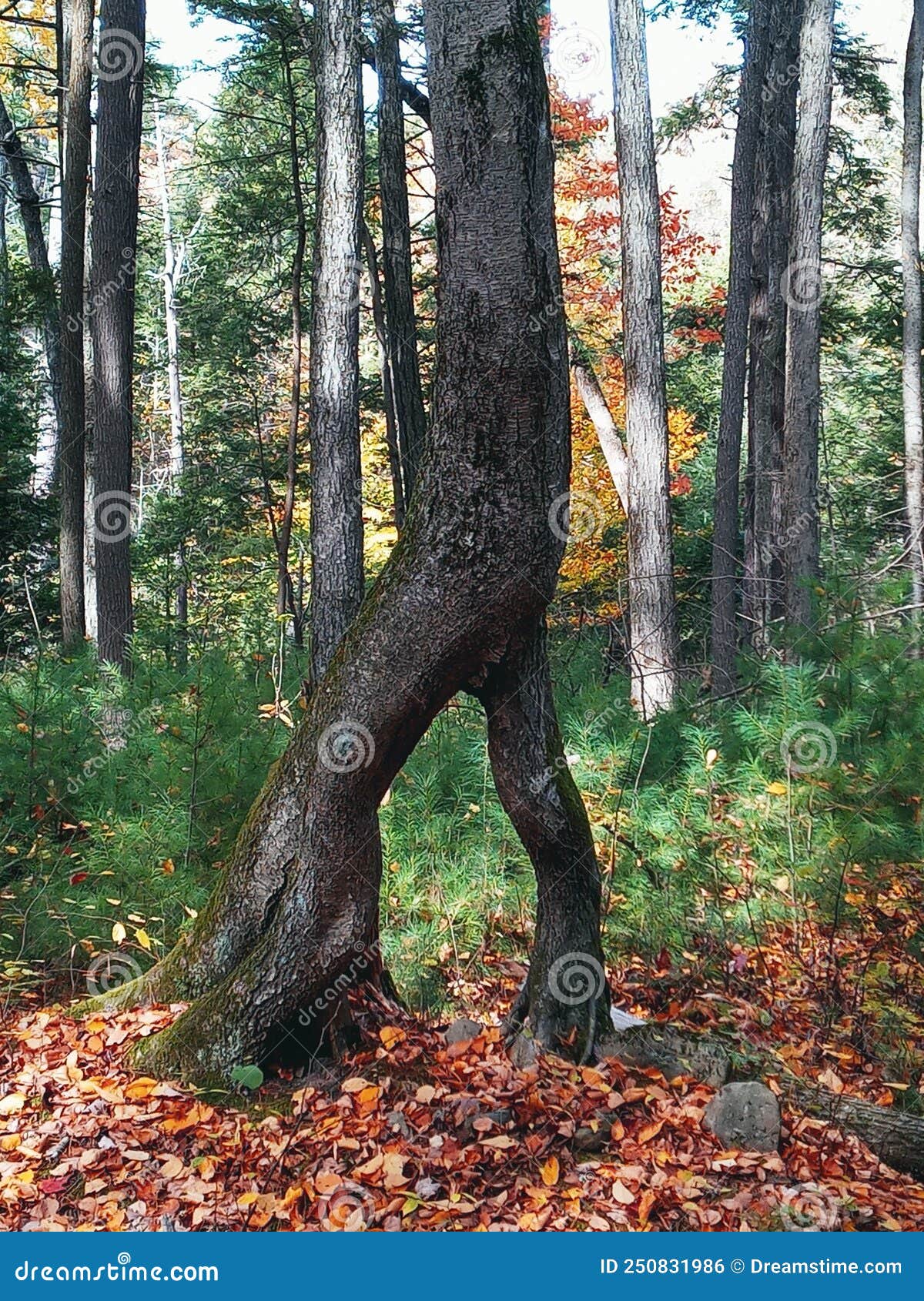 Walking Tree Soil Erosion By Overgrazing Royalty-Free Stock Image ...