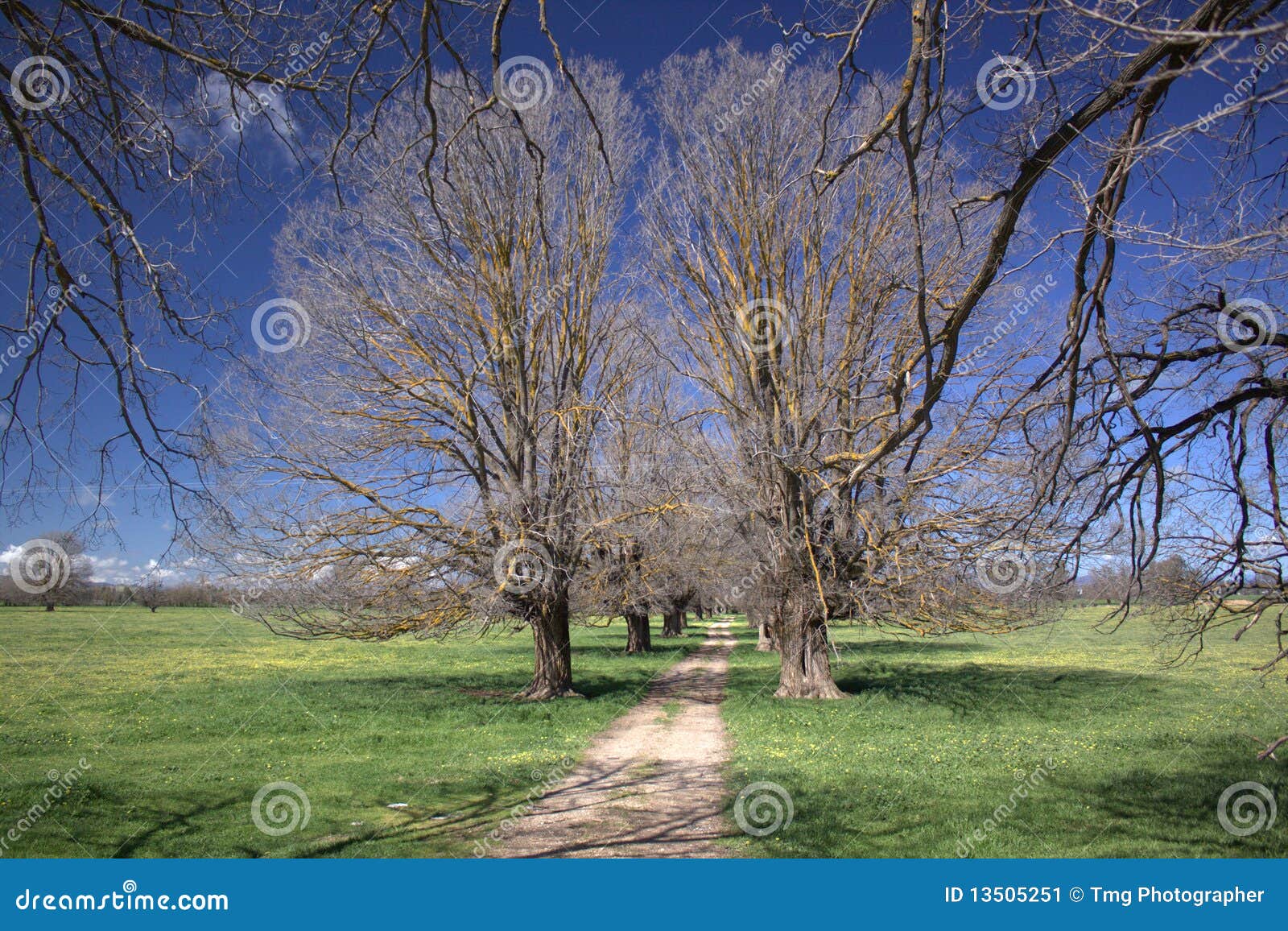 Walking among trees stock image. Image of path, blue - 13505251