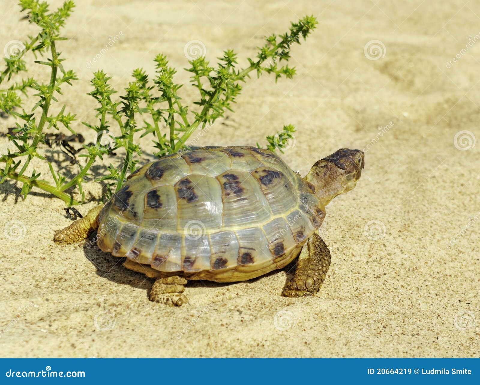 Walking turtle. stock image. Image of green, coast, growing - 20664219