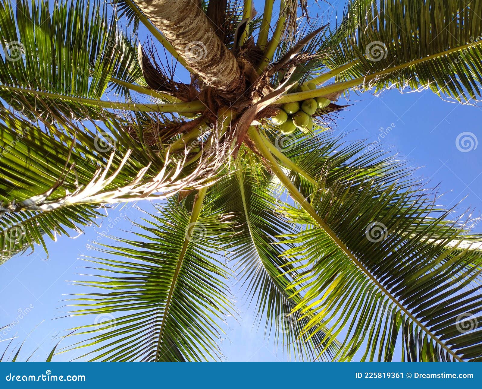 Walking under coconut tree stock image. Image of produce - 225819361