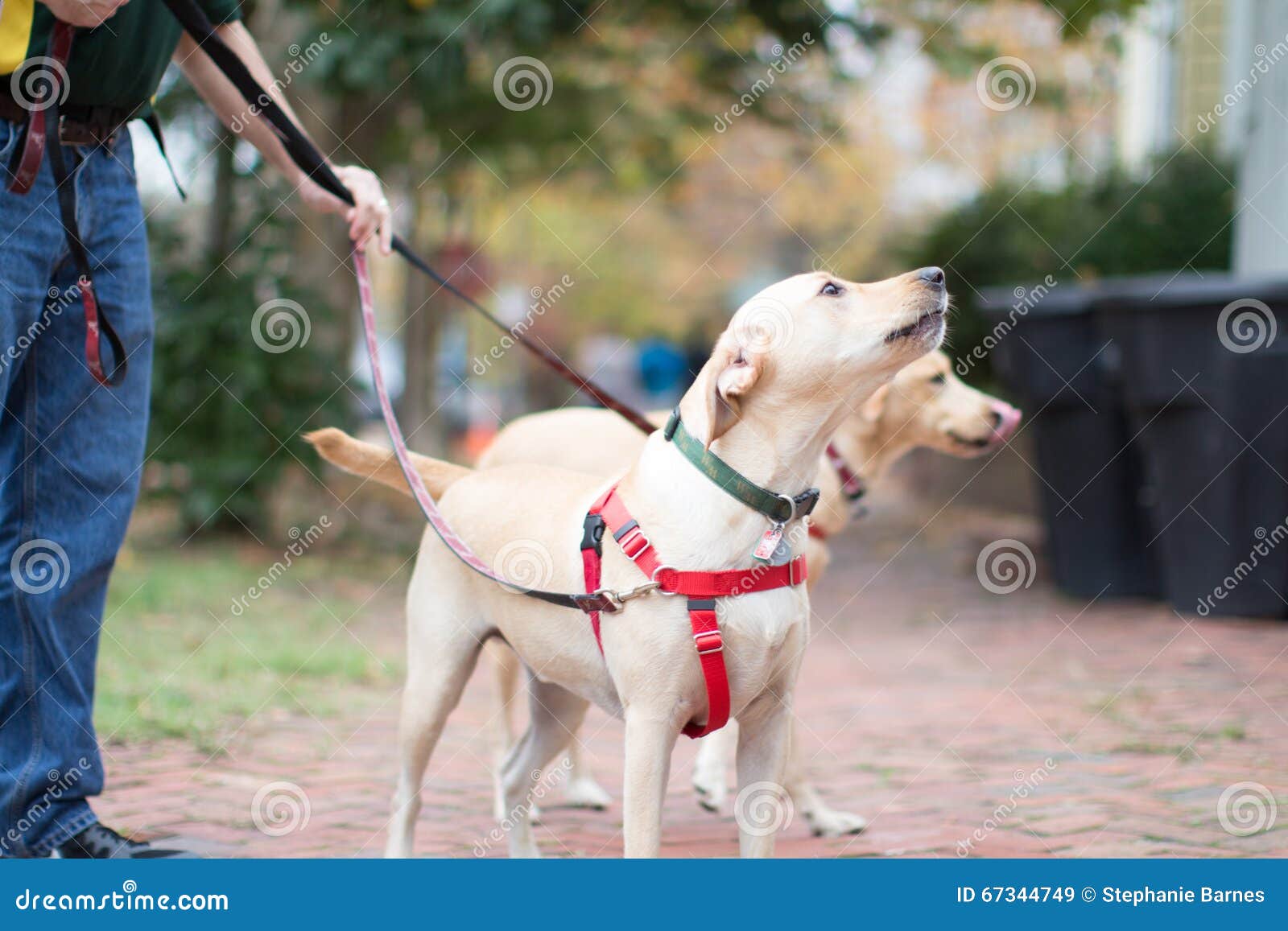 Walking Vanilla Labs Stock Photos - Free & Royalty-Free Stock Photos ...