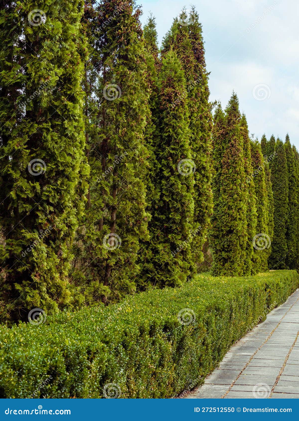 Walking Way Made of Concrete Slabs Along the Thuja Trees Stock Photo ...