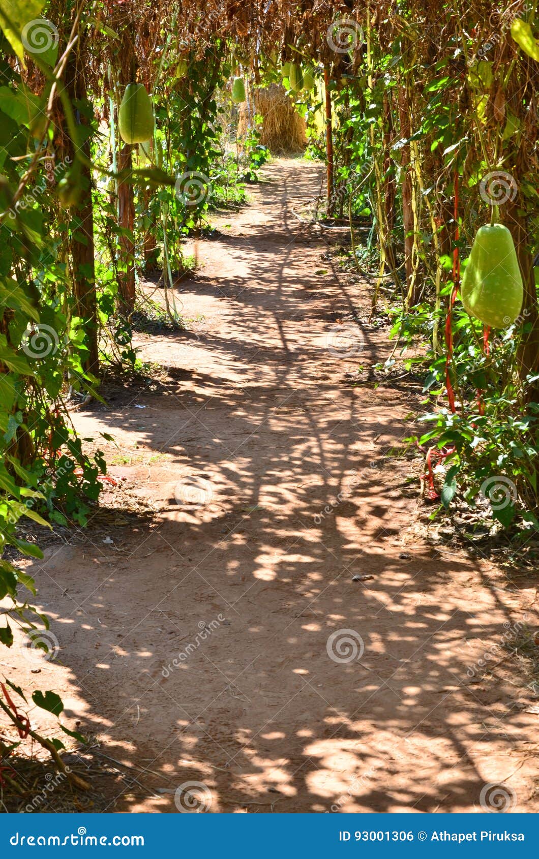 Walking Way Vine Bower Rows Stock Photo - Image of pebble, ground: 93001306