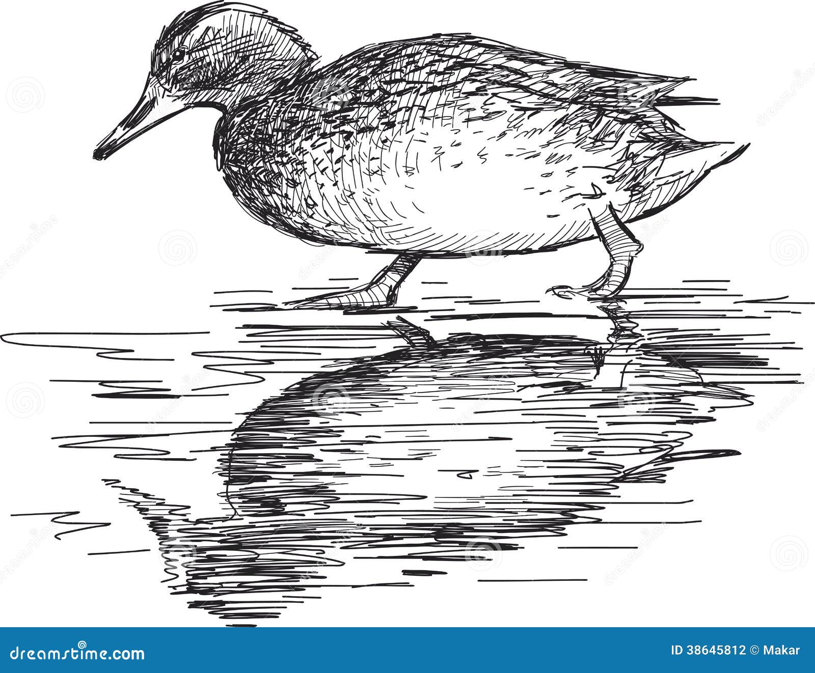 Walking wild duck stock vector. Illustration of water - 38645812
