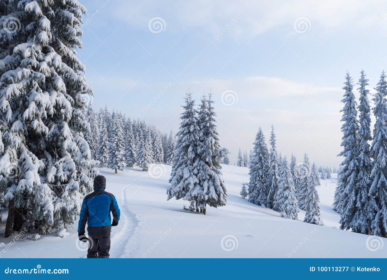 Walking in the Winter Forest Stock Image - Image of christmas ...