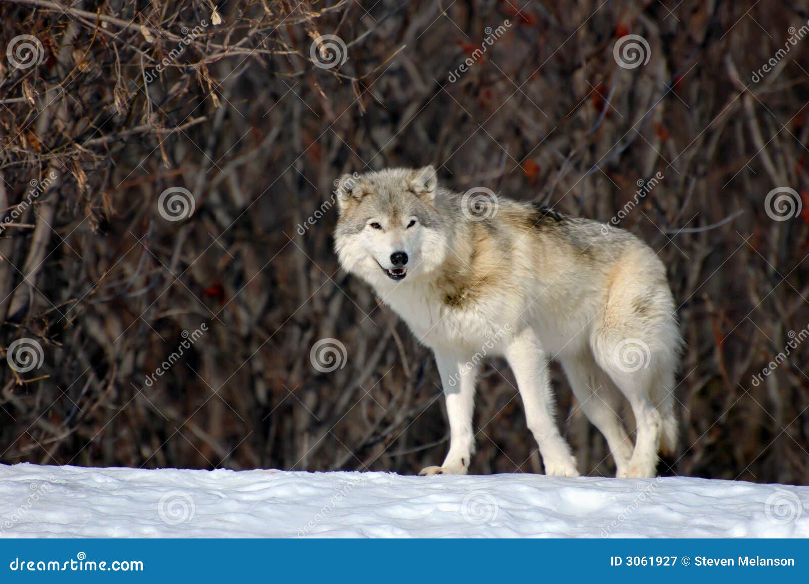 Walking Wolf Royalty Free Stock Photography - Image: 3061927