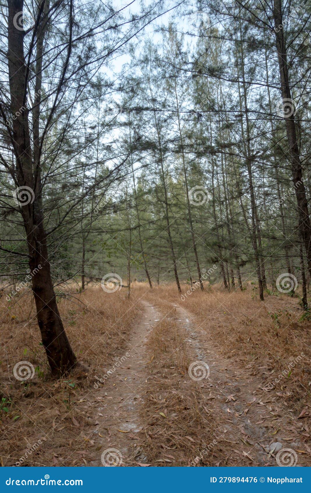 A Lonely Path without People in a Pine Forest Stock Photo - Image of ...