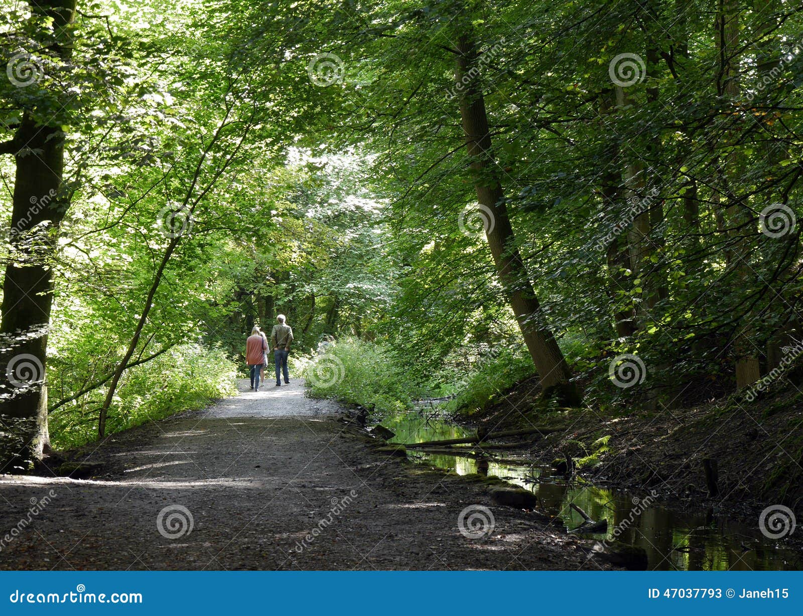 Walking through woods stock image. Image of plant, spring - 47037793