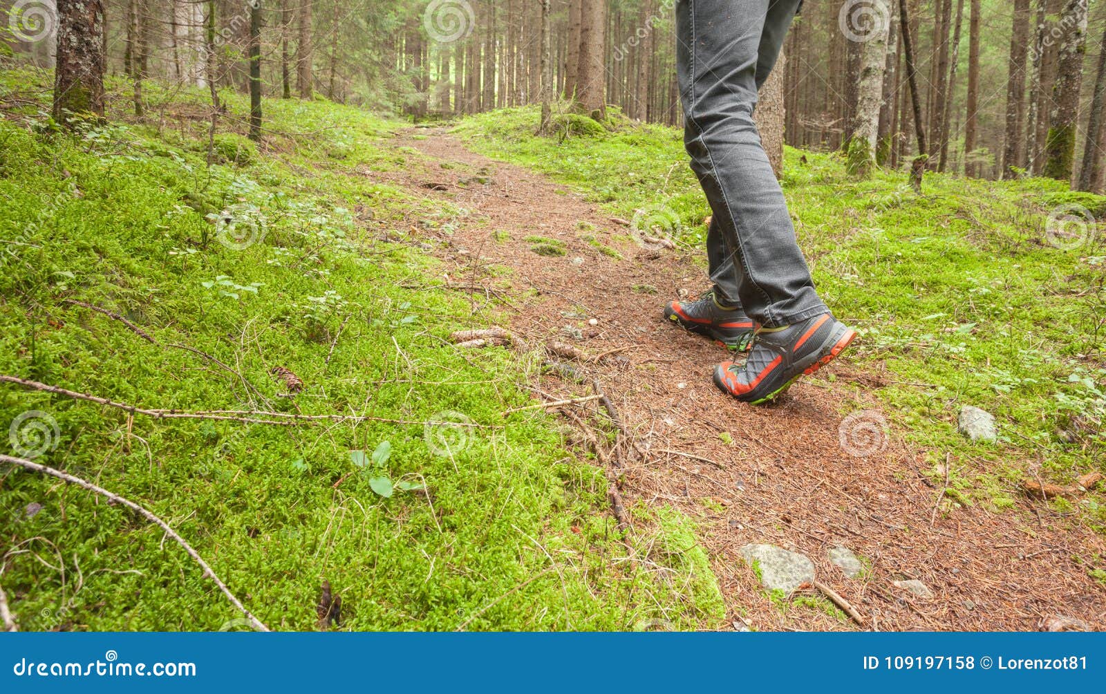 Walking in the Woods Long a Path Stock Photo - Image of park, walking ...