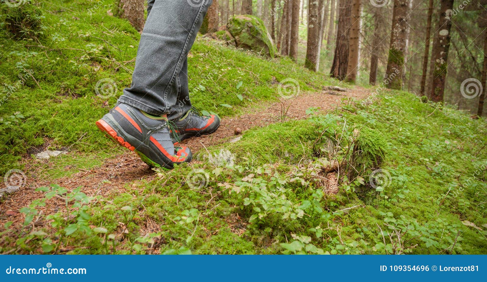 Walking in the Woods Long a Path Stock Photo - Image of hiking, forest ...