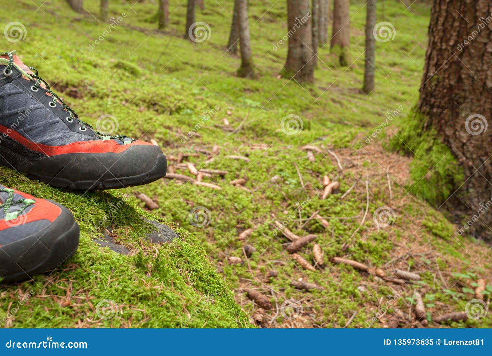 Walking in the Woods Long a Path Stock Image - Image of trekking ...