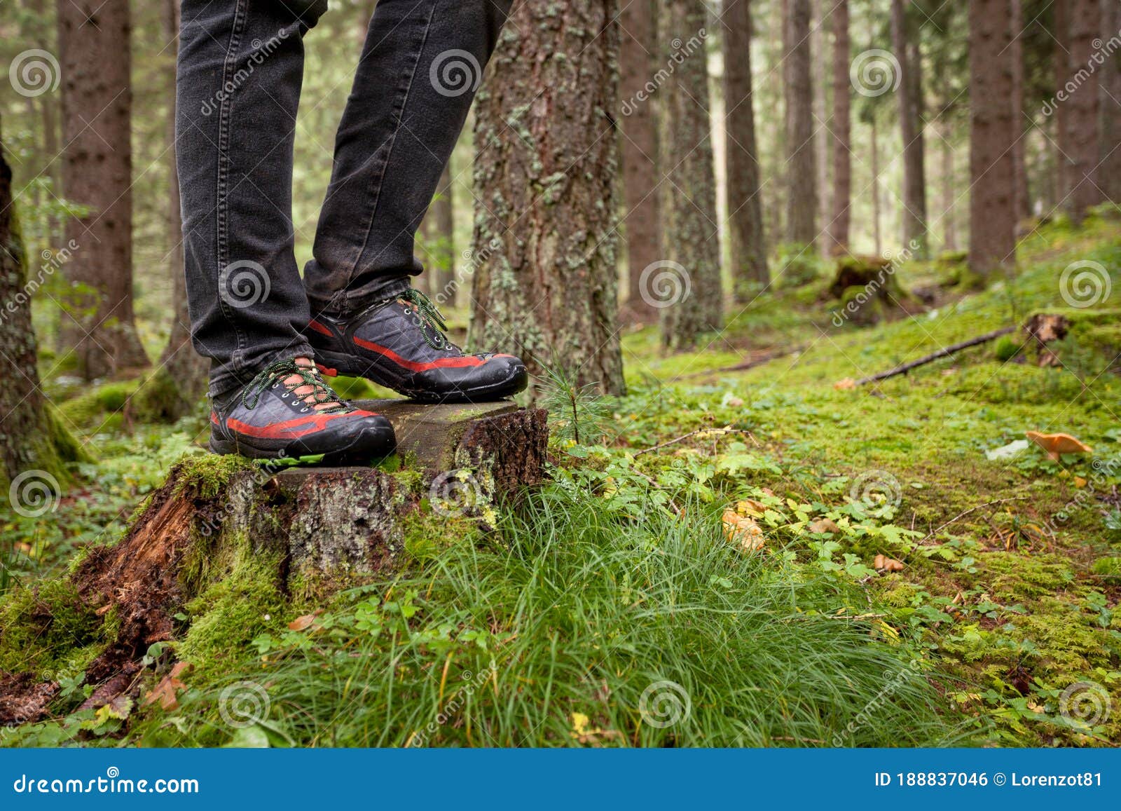 Walking in the Woods Out of Path Stock Photo - Image of wear, traveler ...