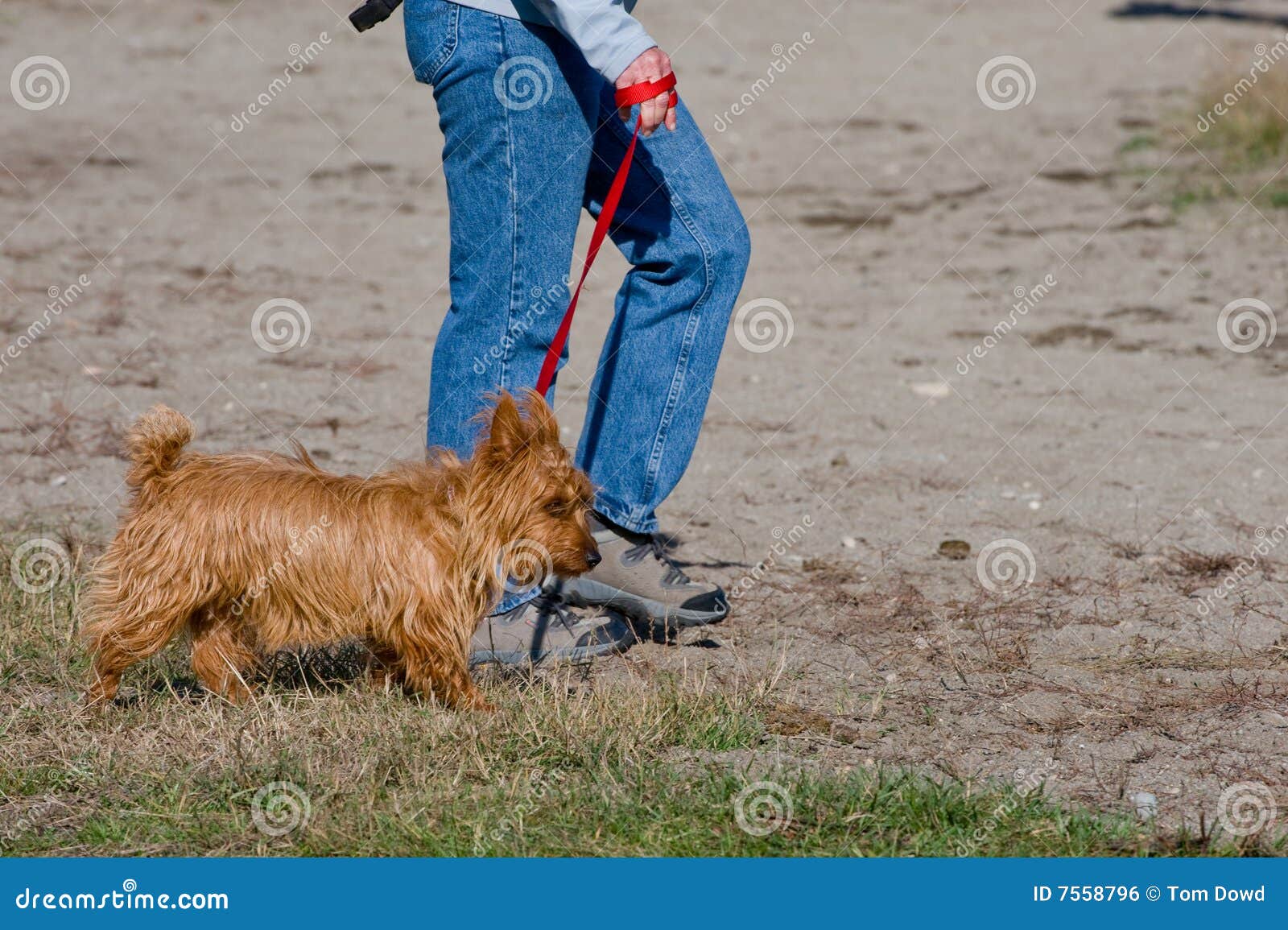 Walking a Yorkshire Terrier Stock Photo - Image of small, denim: 7558796
