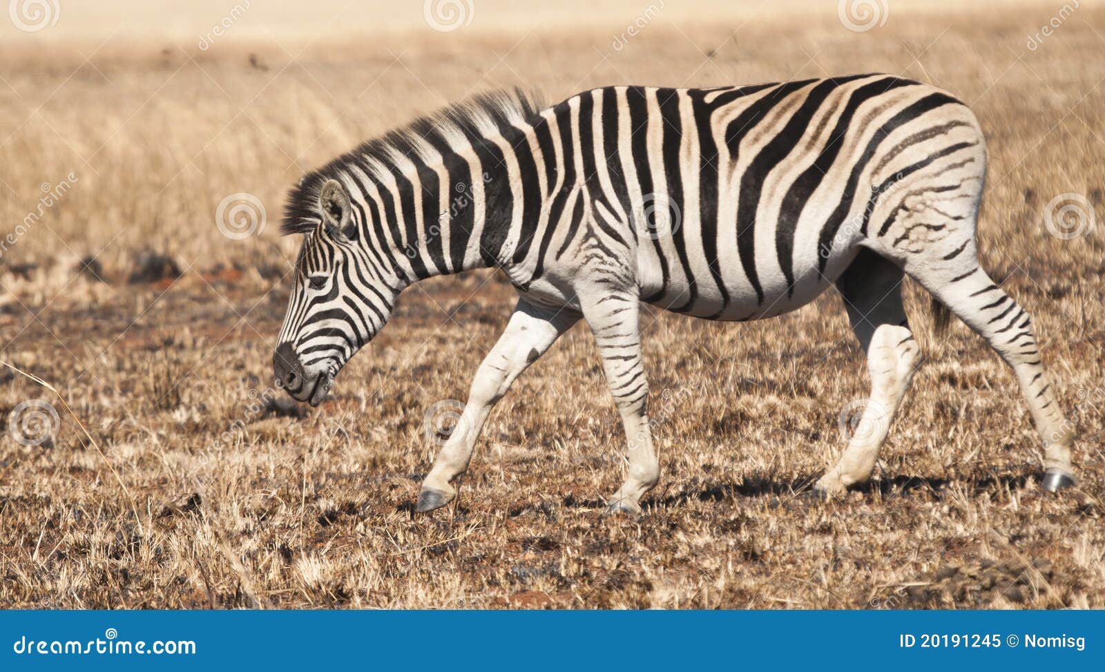 Walking Zebra stock image. Image of pattern, black, zebra - 20191245