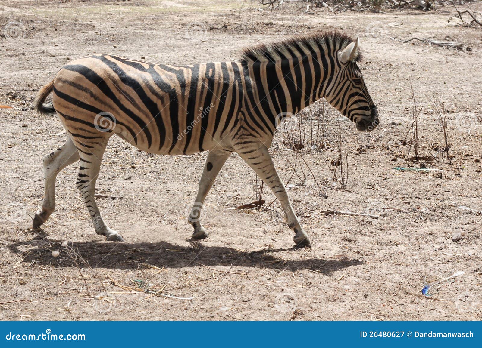 Walking Zebra stock image. Image of looking, wild, africa - 26480627