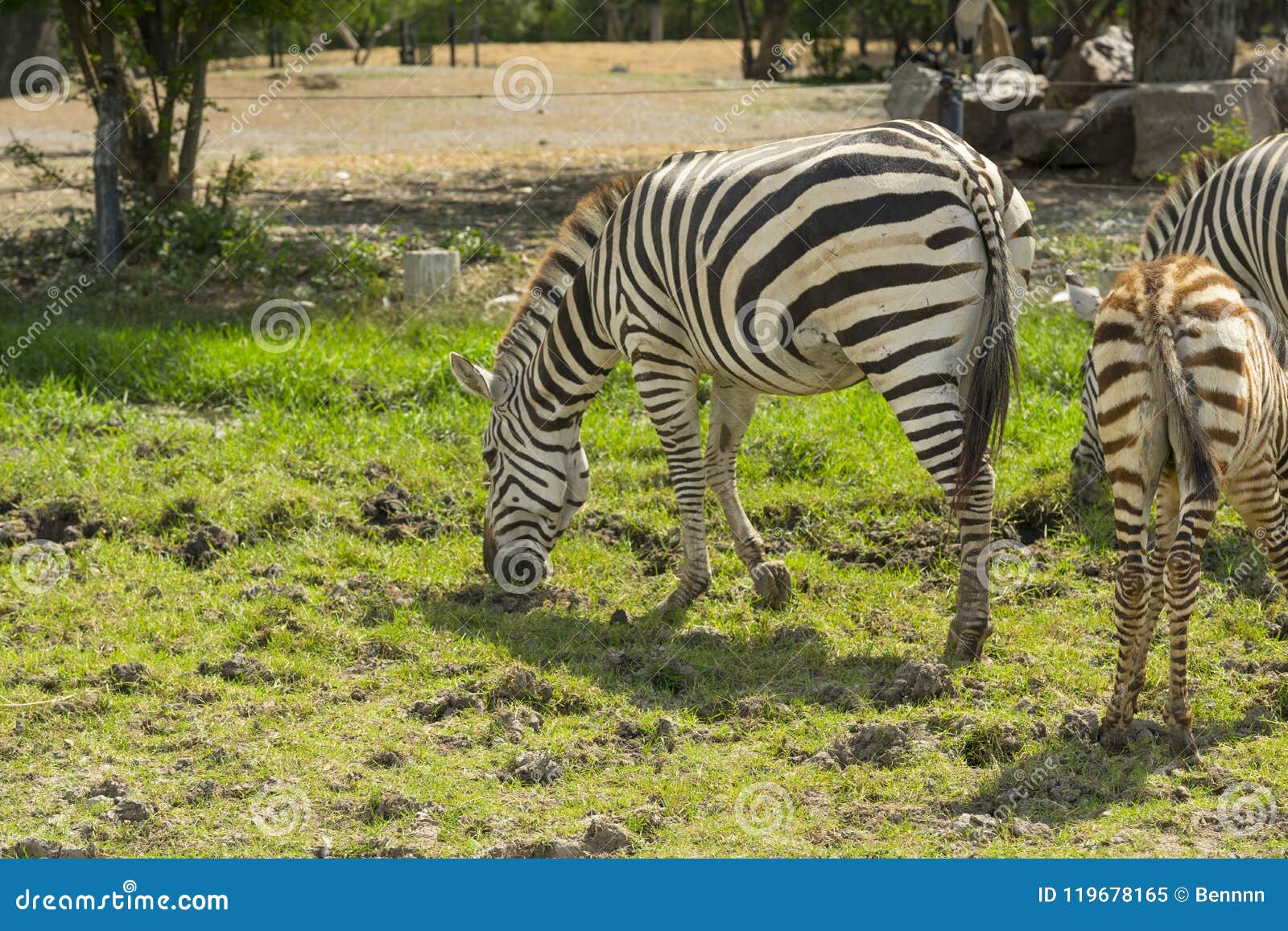Zebra at the zoo. stock image. Image of mikumi, nature - 119678165