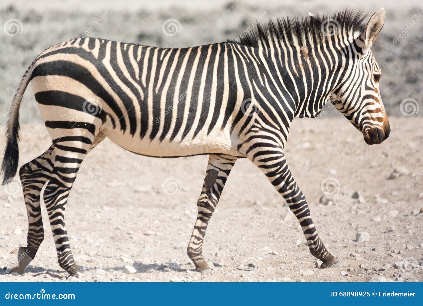 Walking zebra stock image. Image of wilderness, national - 68890925