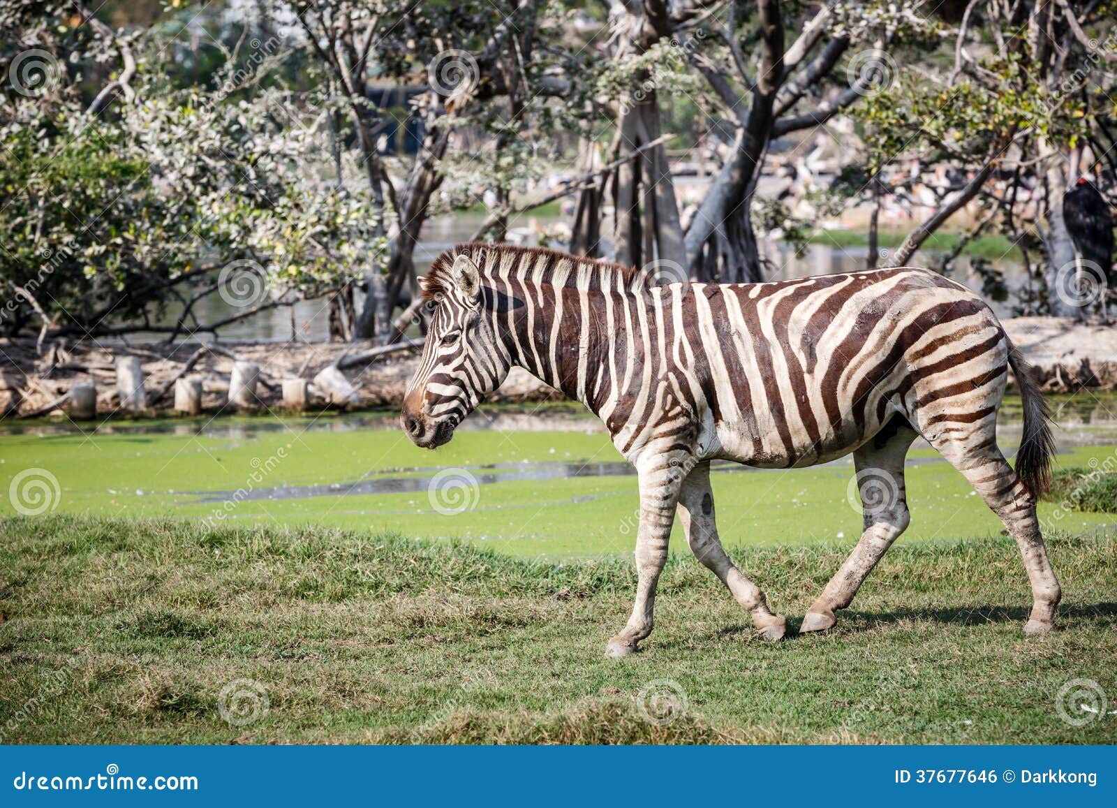 Walking zebra stock photo. Image of zebra, pattern, national - 37677646
