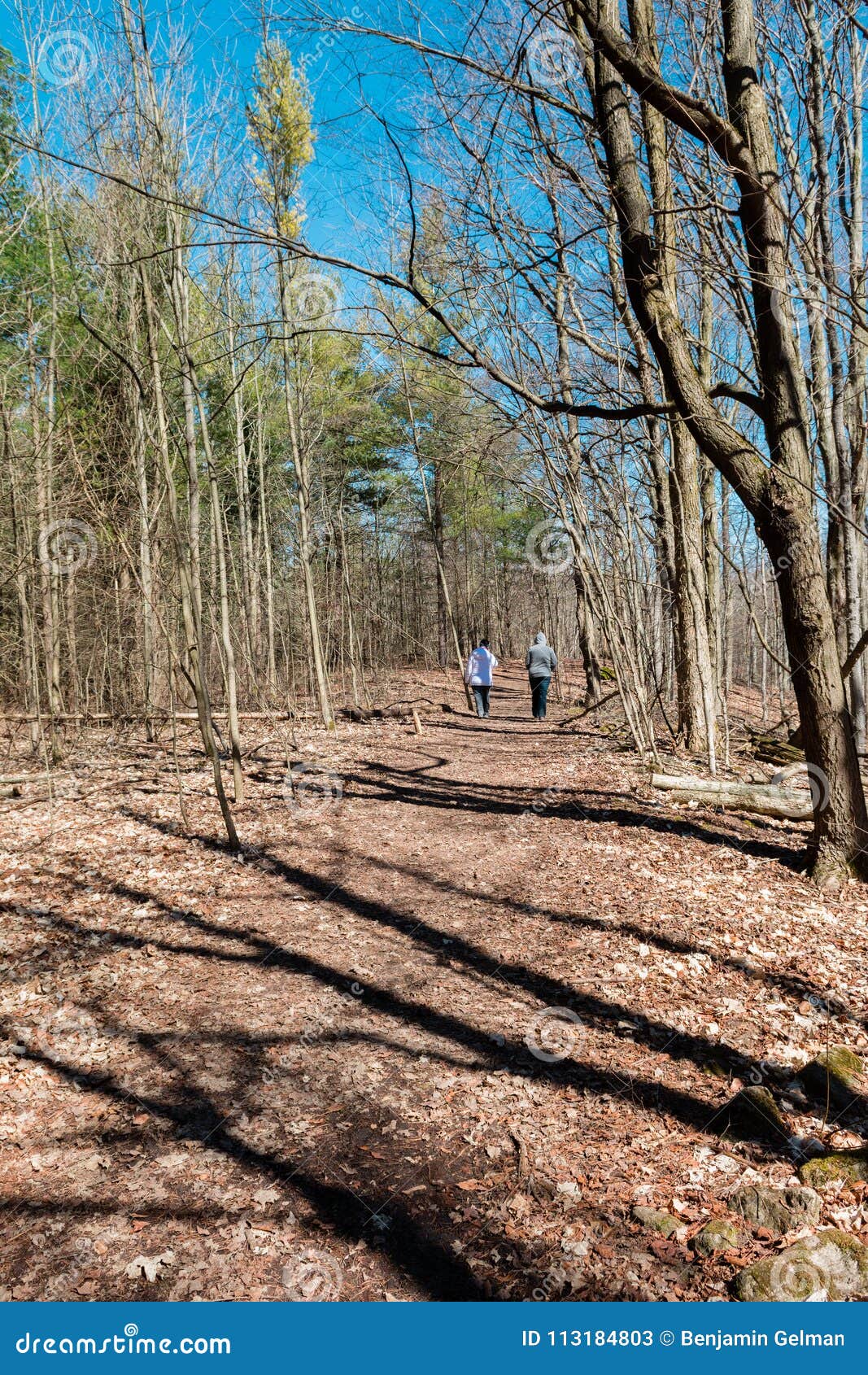 Walks in the Early Spring in the Forest Stock Image - Image of season ...
