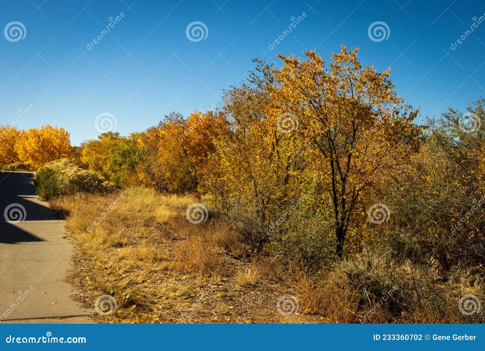 Autumn Trees stock photo. Image of blue, season, tallgrass - 233360702