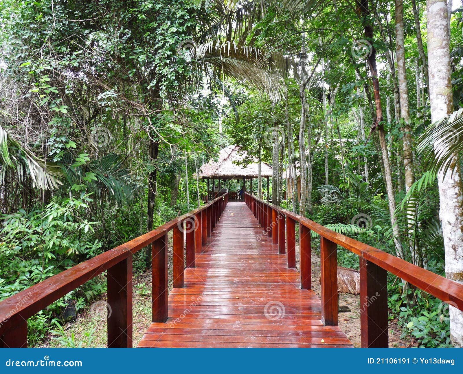 Walkway in the Amazon Jungle, Peru Stock Image - Image of trees, plants ...