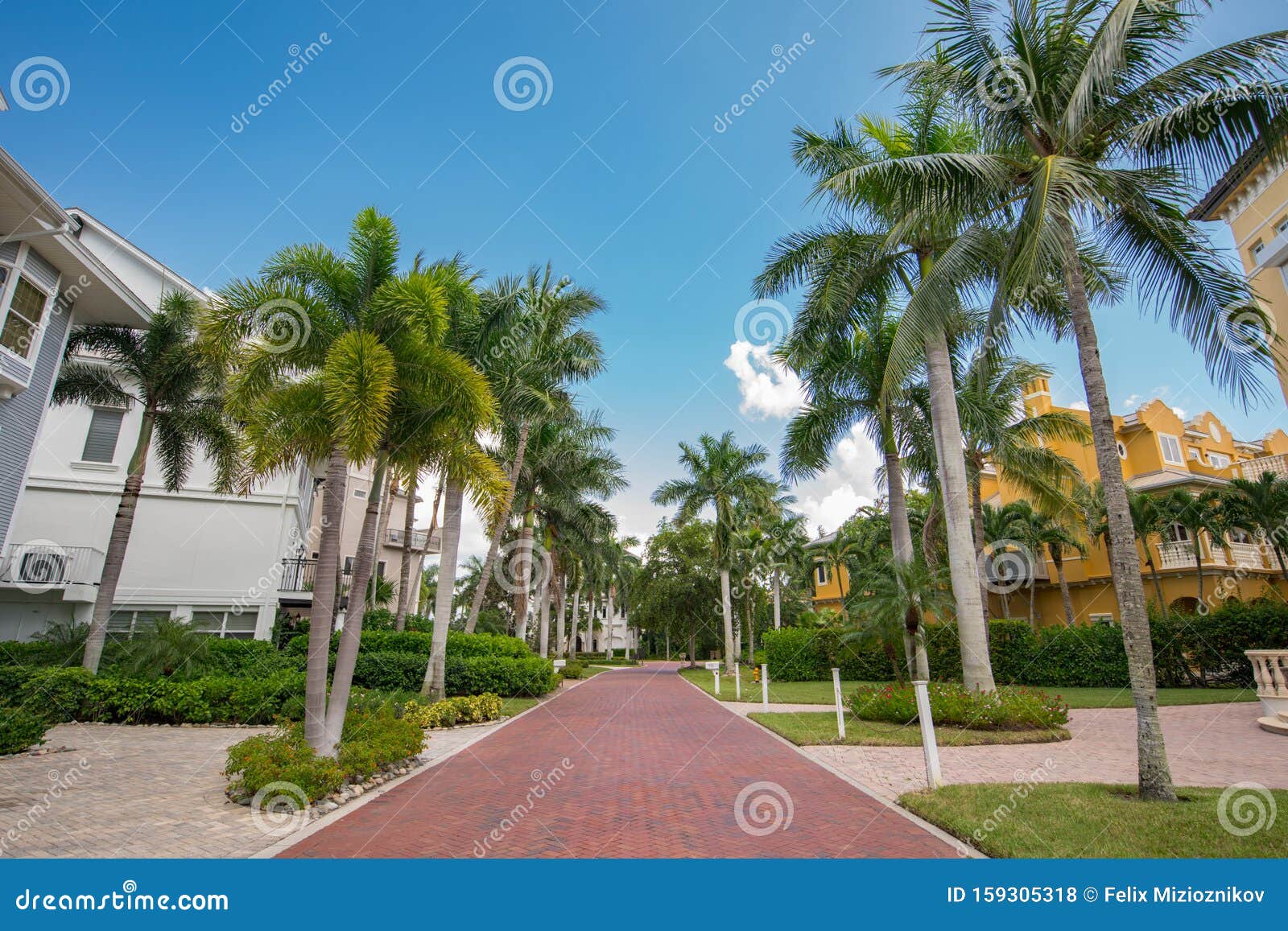 Walkway with Arching Trees Photo Stock Photo - Image of nature, walkway ...