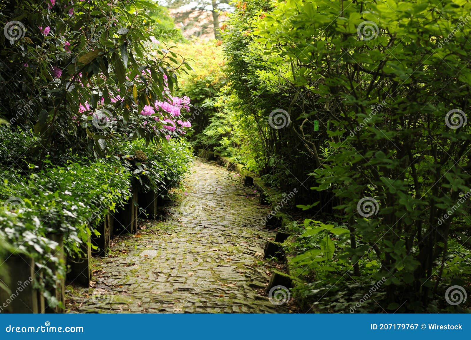 Walkway through a Botanical Garden Stock Image - Image of botanic ...