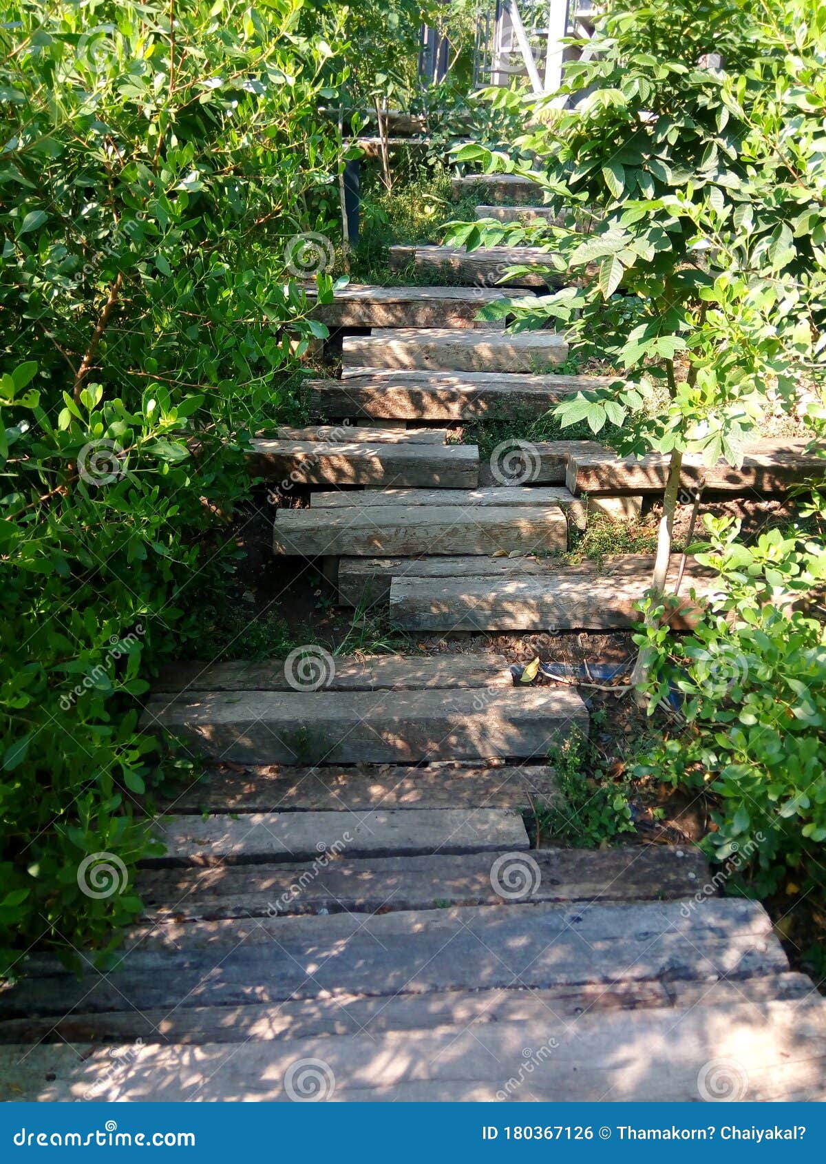 Walkway among the Botanical Gardens Stock Photo - Image of green ...