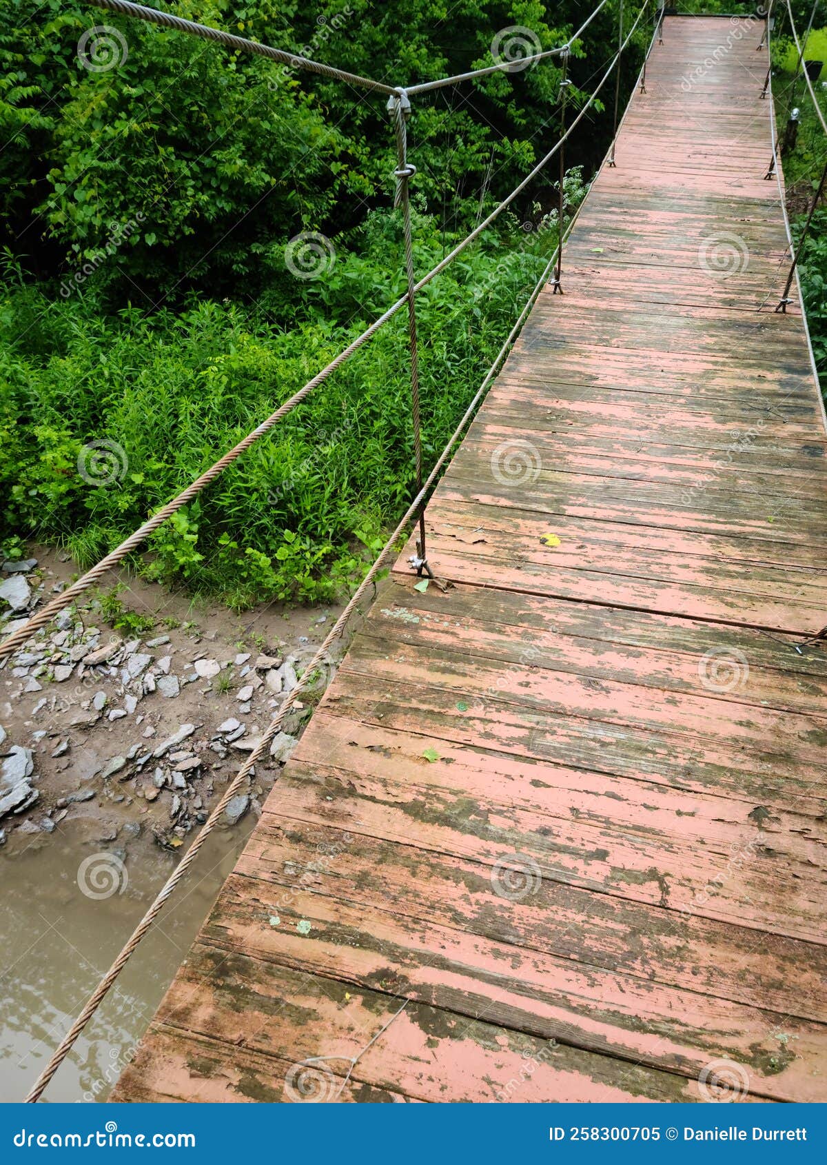 Walkway bridge over water stock image. Image of tree - 258300705