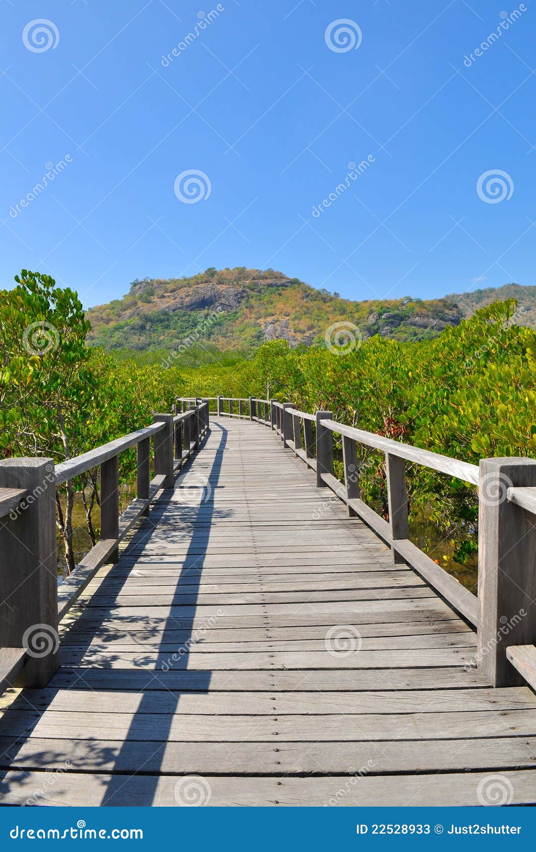 Walkway Bridge through Tropical Forest Stock Image - Image of park ...