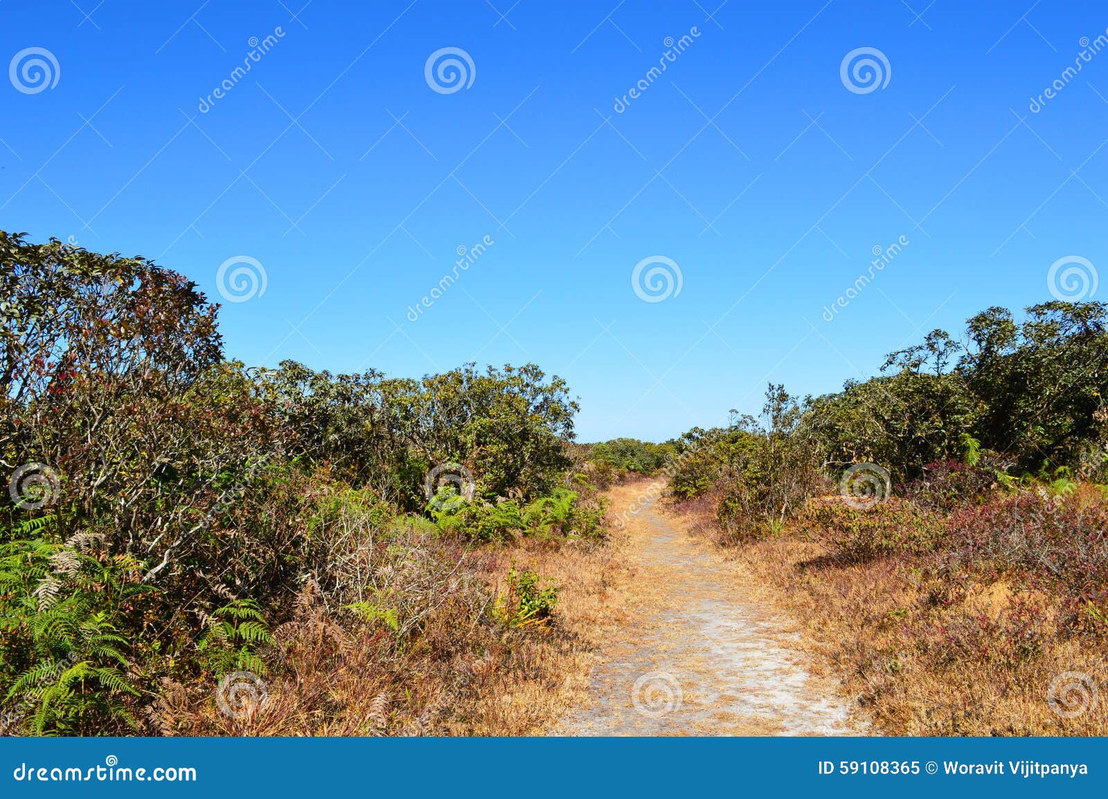 Walkway with Bush with stock image. Image of summer, lush - 59108365