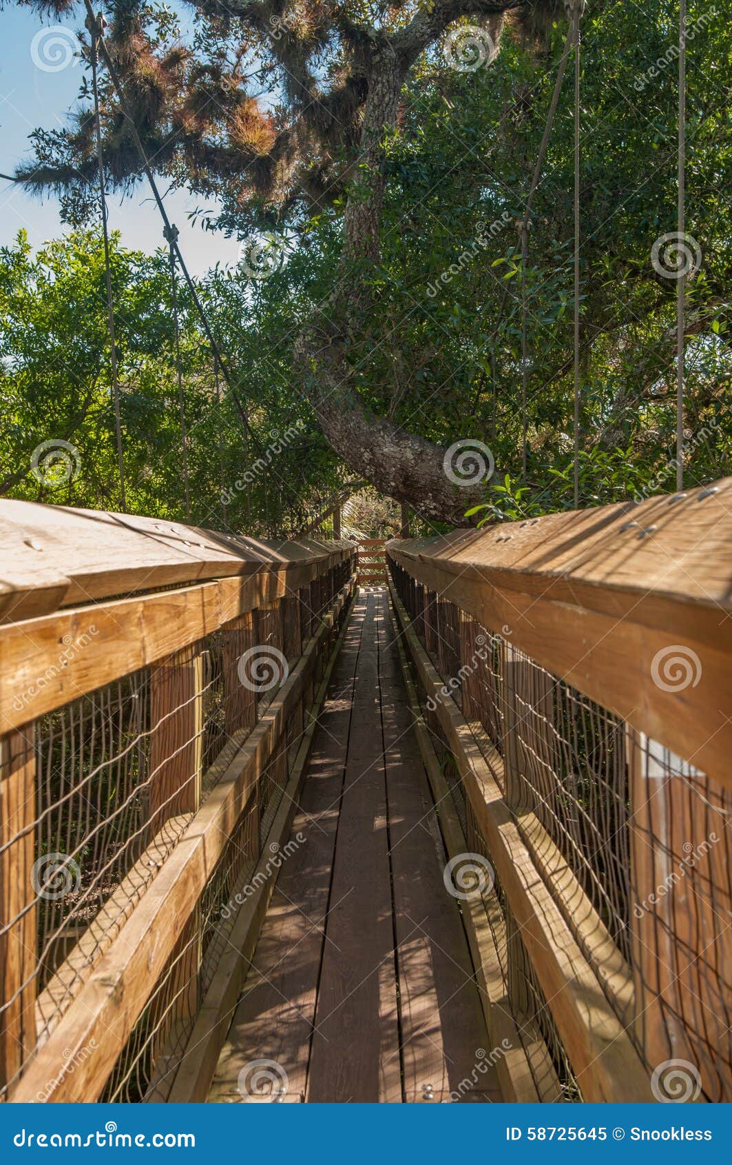 Walkway Canopy in the Trees Stock Image - Image of wooden, suspended ...