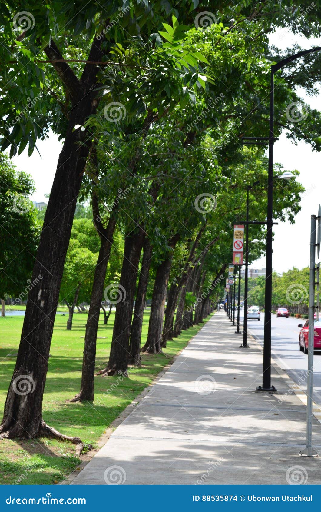 Walkway in the City with Green Tree Stock Photo - Image of wood, summer ...