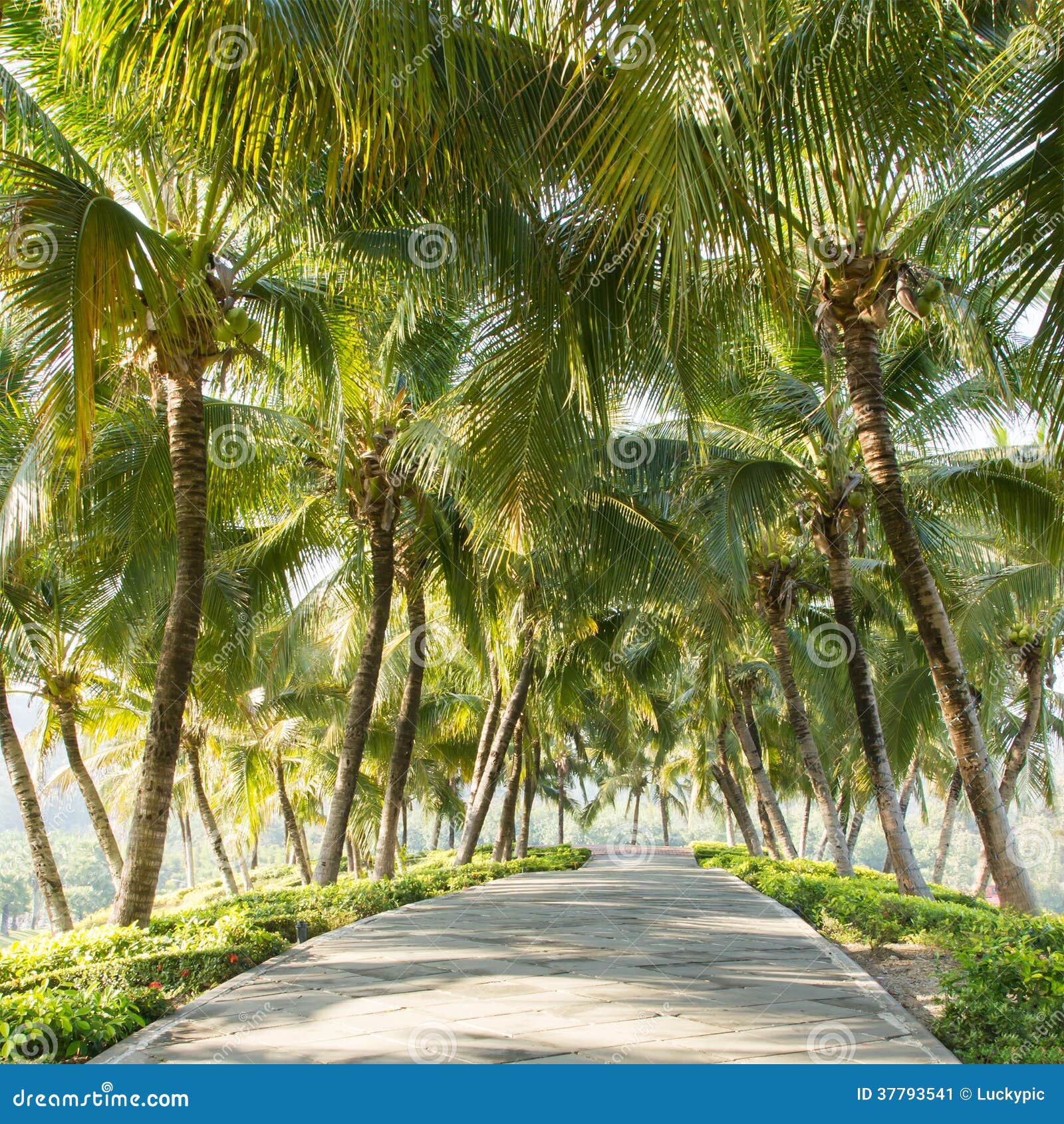 Walkway with Coconut Tree in the Garden Stock Image - Image of pavement ...