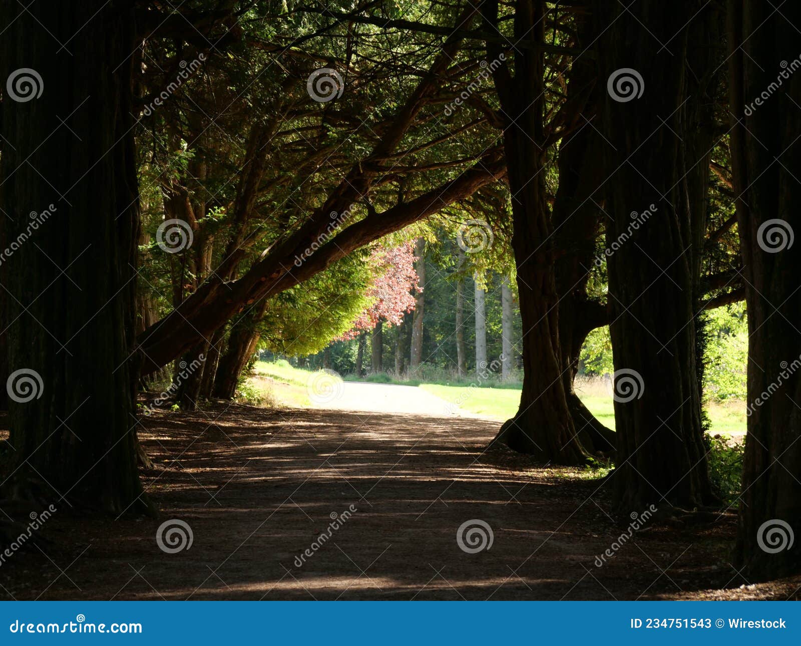 Walkway through a Dark Park Stock Image - Image of alley, path: 234751543
