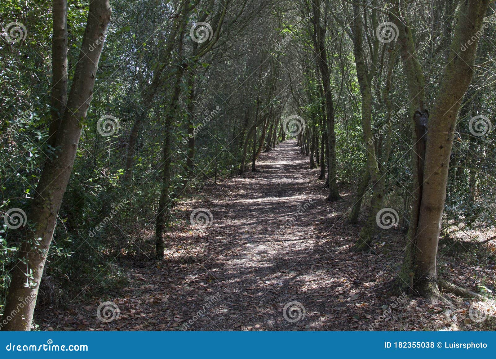 Walkway Entering into the Forest Stock Photo - Image of nature, road ...