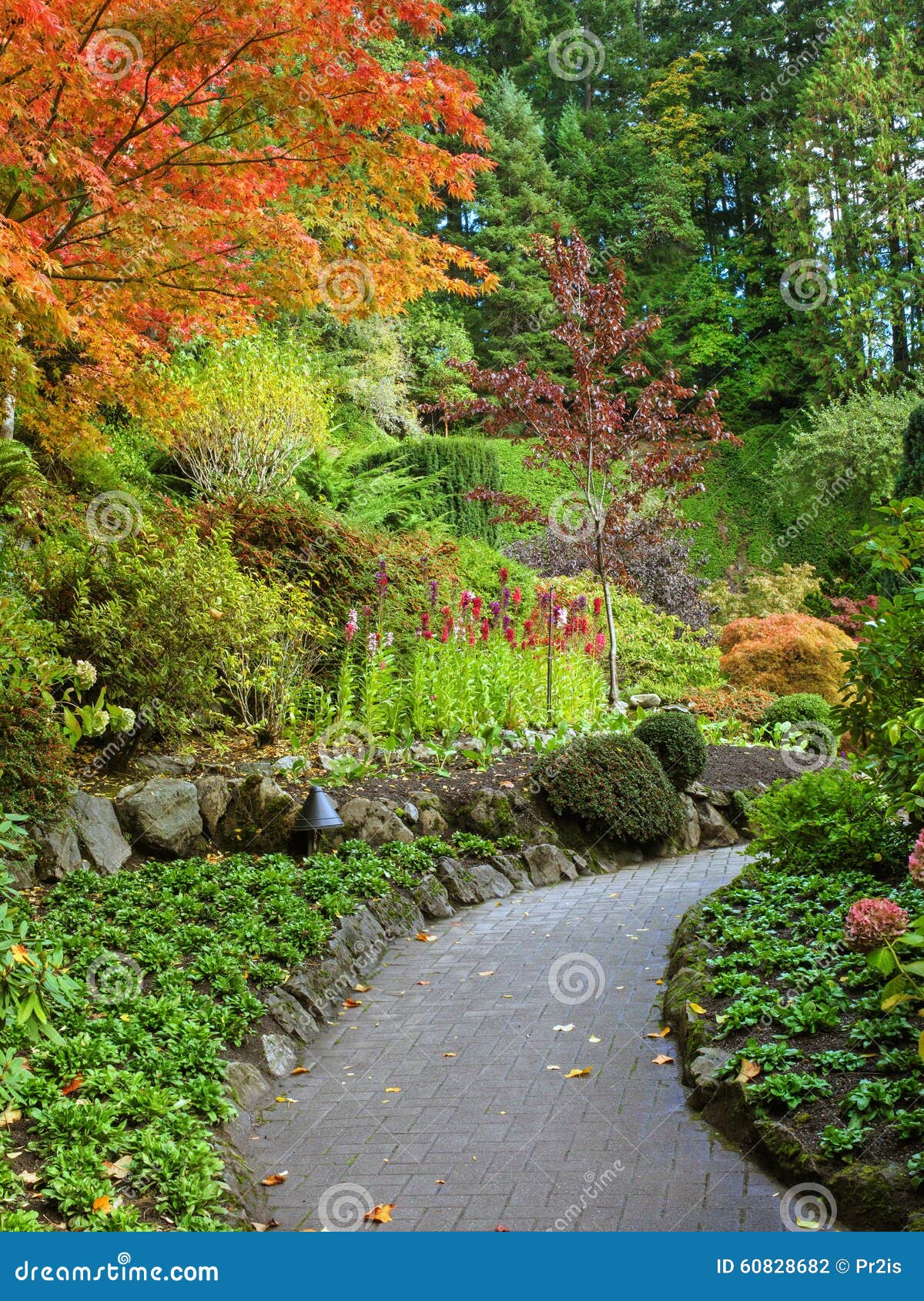 Walkway in a fall park stock photo. Image of foliage - 60828682
