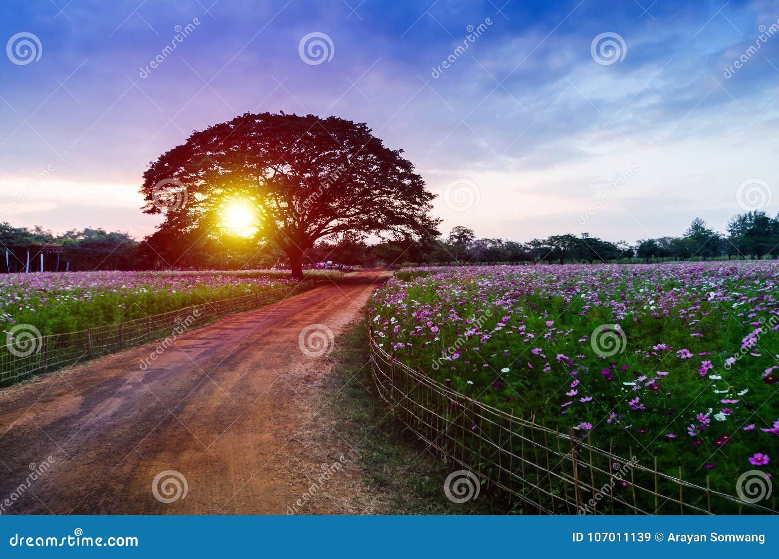 The Walk and the Big Trees at Sunset. Stock Image - Image of view ...