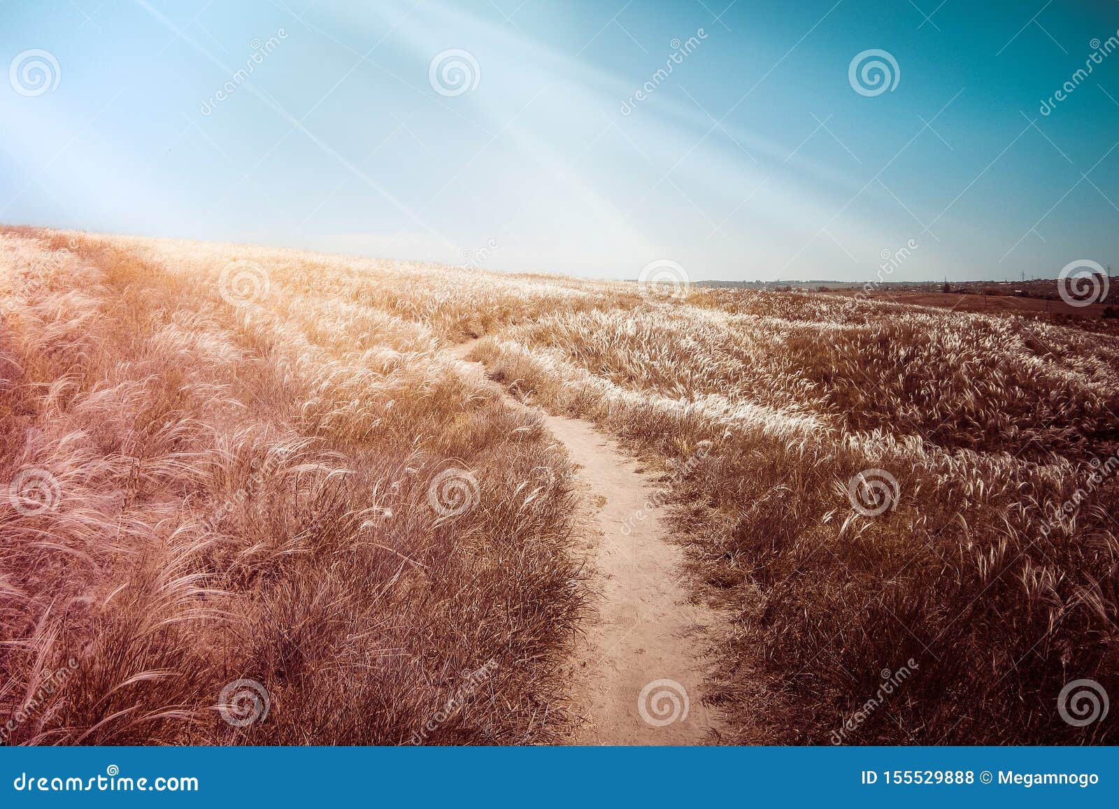 Walkway in Fields with Fresh Green Grass Against a Blue Sky Stock Photo ...